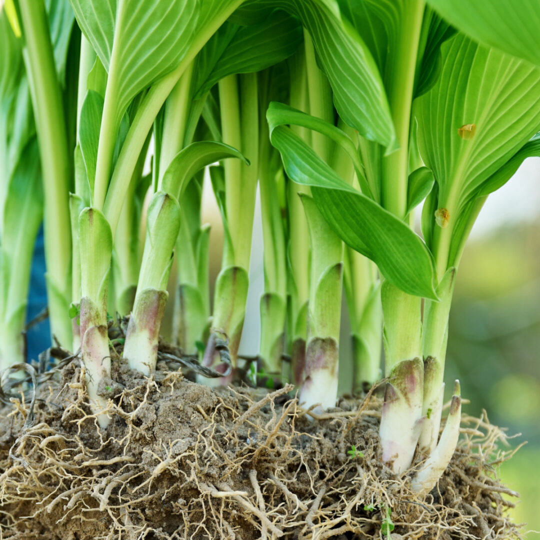 How To Divide Overgrown Hostas In The Summer