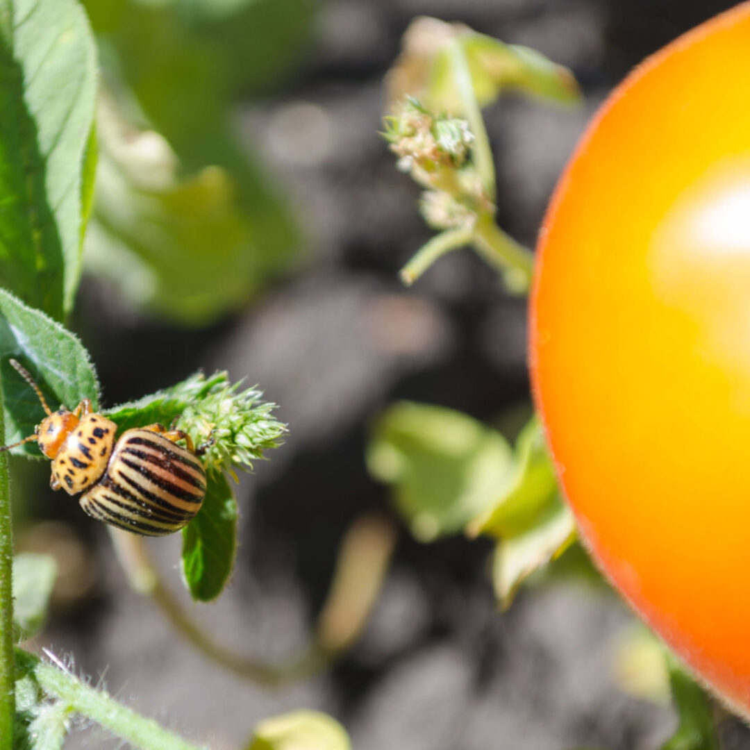 How To Get Rid Of Potato Beetles! 7 Ways To Eliminate Beetles