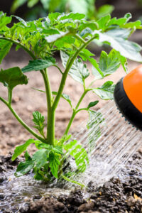 The 3 Biggest Garden Watering Mistakes And How To Avoid Them!