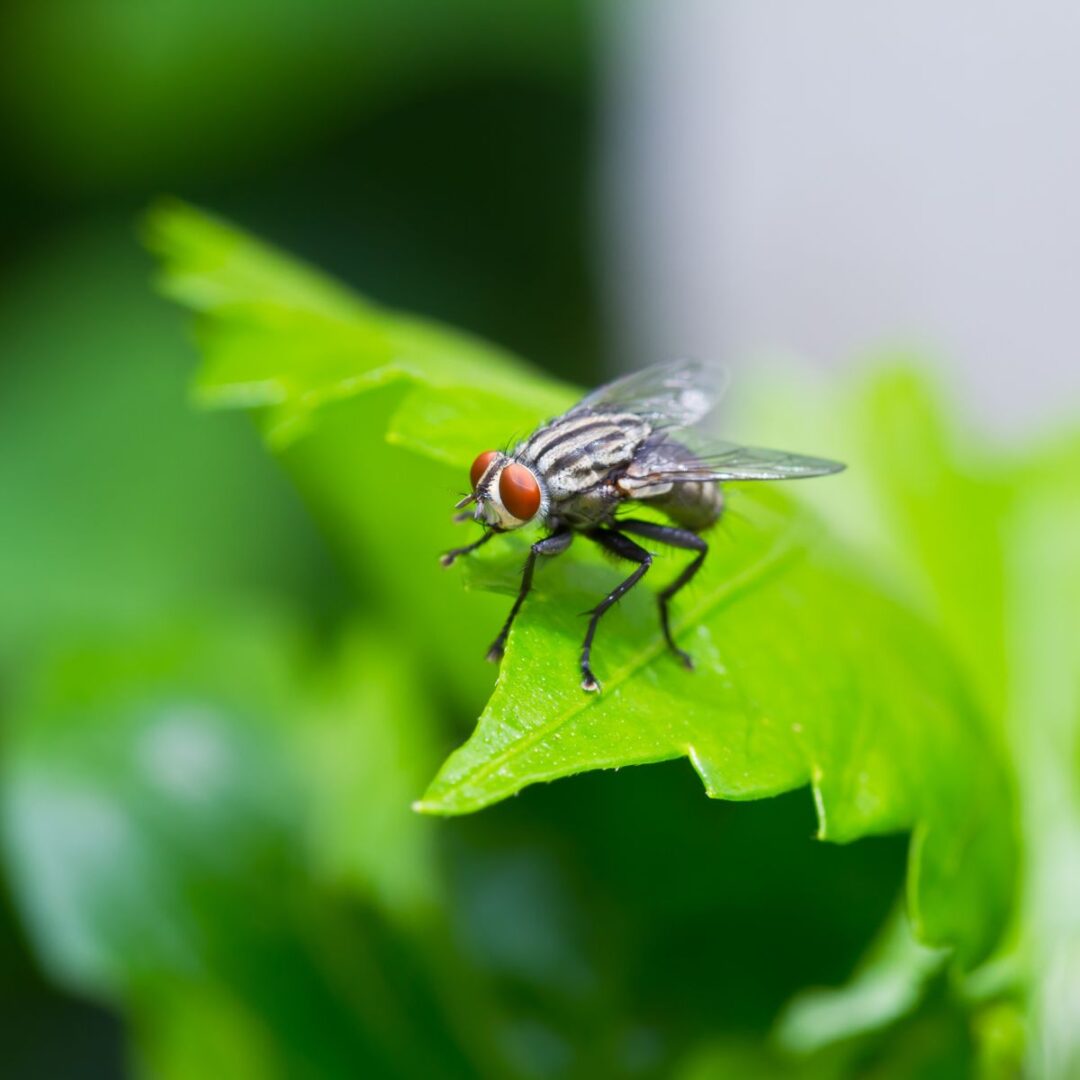 How To Keep Flies Away From Your Patio, Porch & Deck, Naturally!