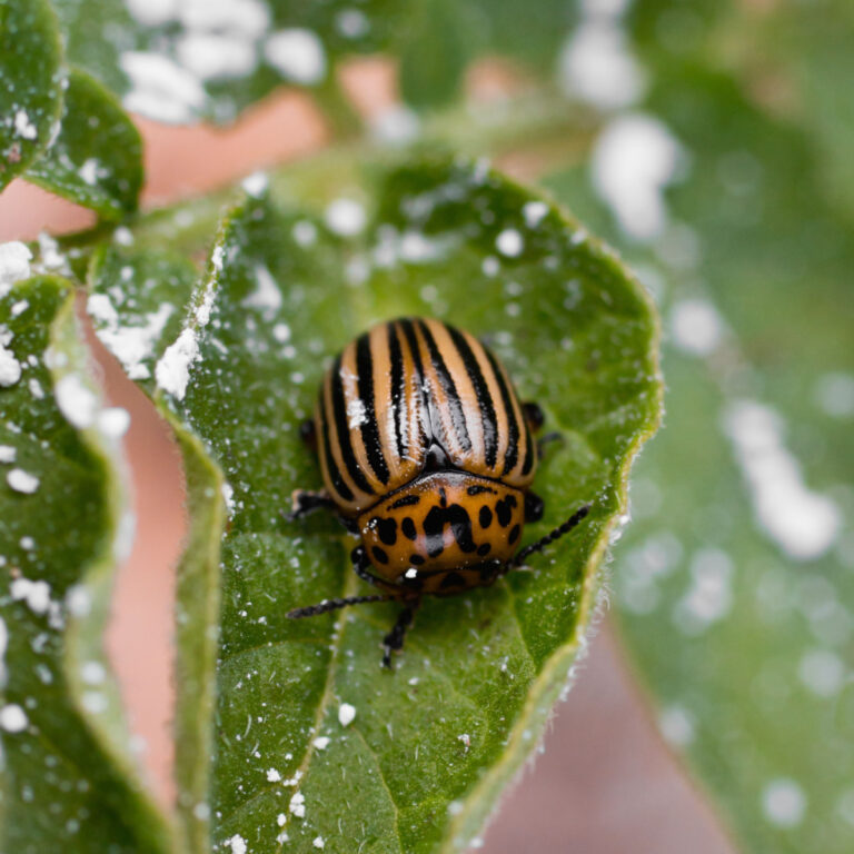 How To Use Diatomaceous Earth To Get Rid Of Pests On Plants