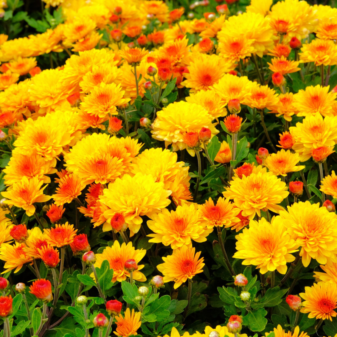 3 Simple Secrets To Keep Mums Blooming Longer This Fall!