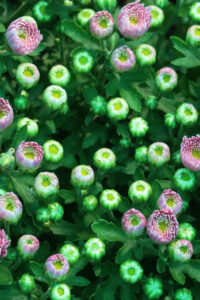 How To Keep Mums Alive Over Winter! Saving Mums For Next Year