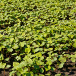 How To Plant Buckwheat - The Cover Crop You Don’t Have To Till!