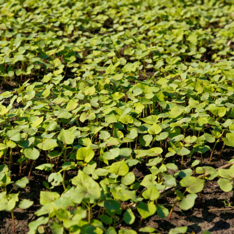 How To Plant Buckwheat - The Cover Crop You Don’t Have To Till!