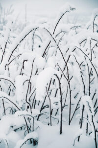 How To Prepare Blackberry And Raspberry Plants For Winter