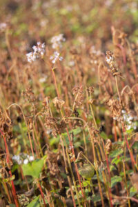 How To Plant Buckwheat - The Cover Crop You Don’t Have To Till!