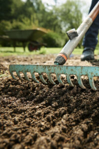 How To Plant Buckwheat - The Cover Crop You Don’t Have To Till!