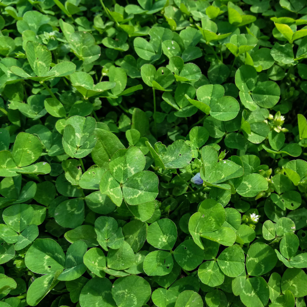 How To Plant A Fall Cover Crop - Protect & Recharge Your Garden