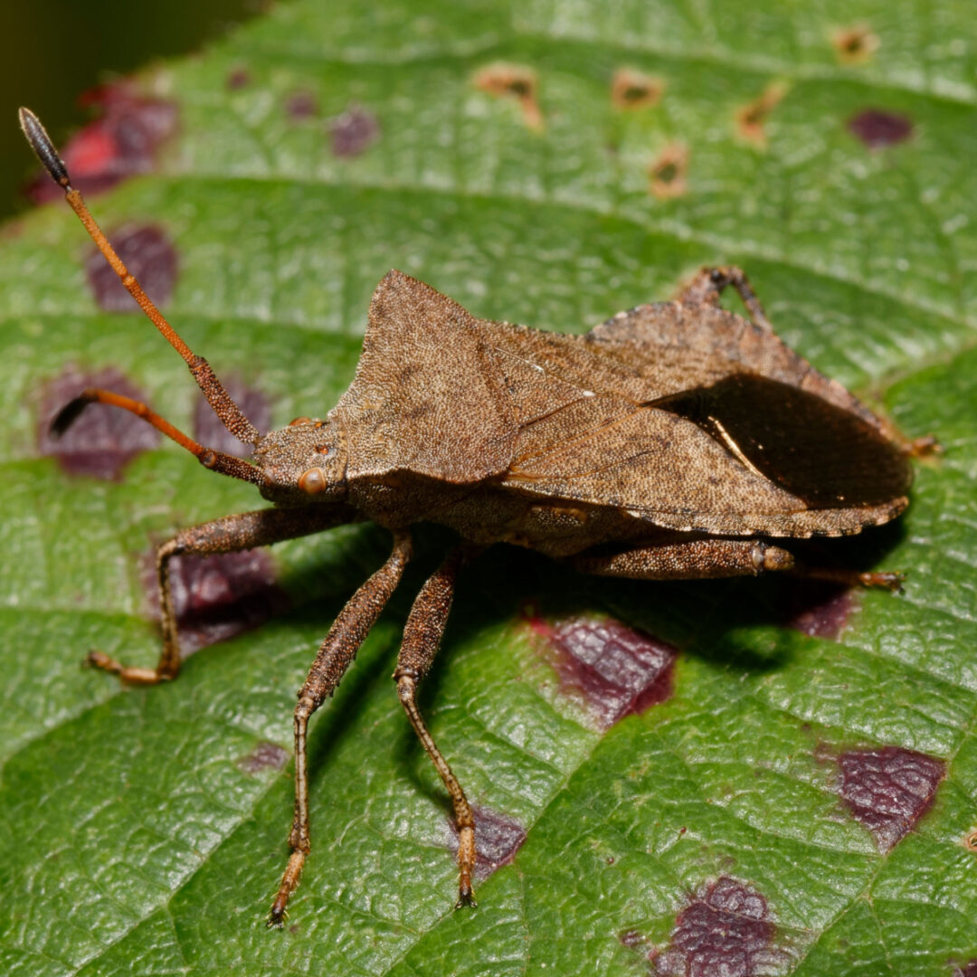 Pest Control Tips - This Is My Garden