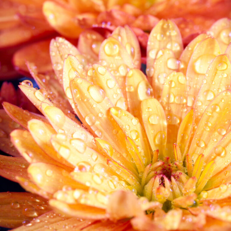 How To Water Mums In Pots - The Secret To Making Blooms Last!