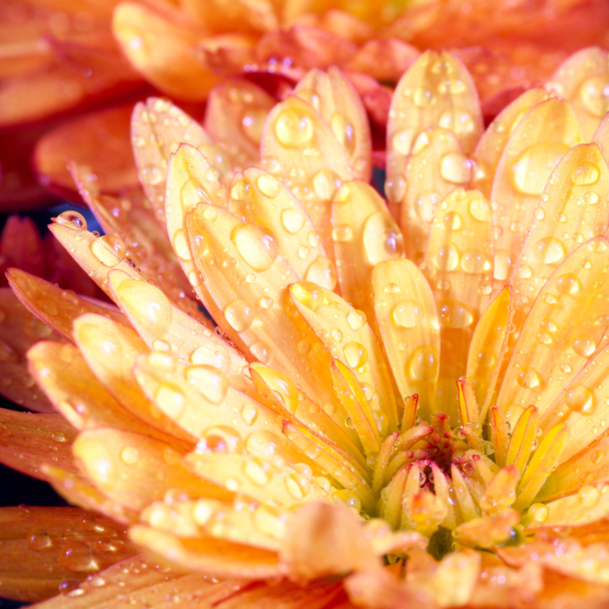 How To Water Mums In Pots - The Secret To Making Blooms Last!