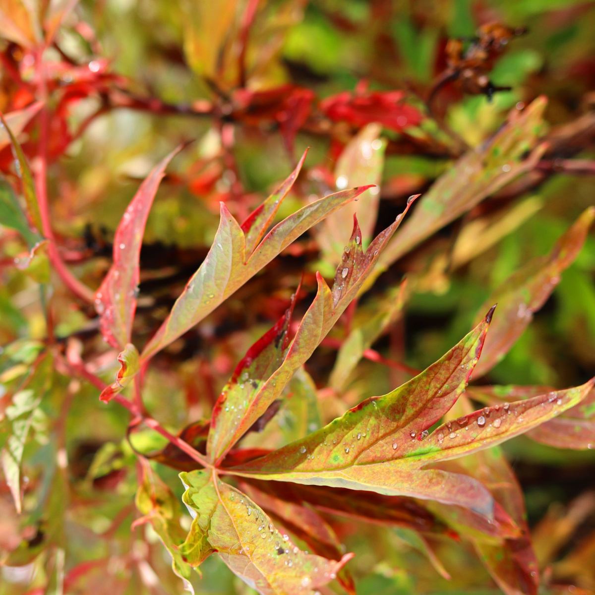 What To Do With Peony Bushes After They Finish Blooming