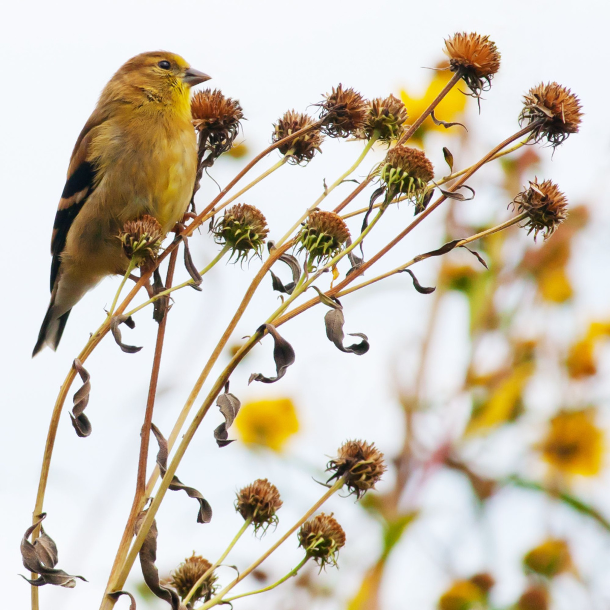 Feeding Birds In The Fall - How To Help Birds Prepare For Winter!
