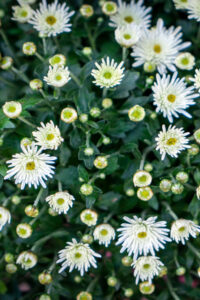 How To Keep Mums Alive Over Winter! Saving Mums For Next Year