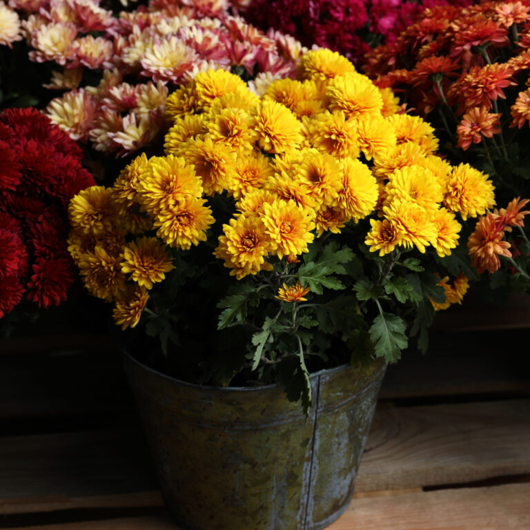 How To Keep Mums Alive Over Winter! Saving Mums For Next Year