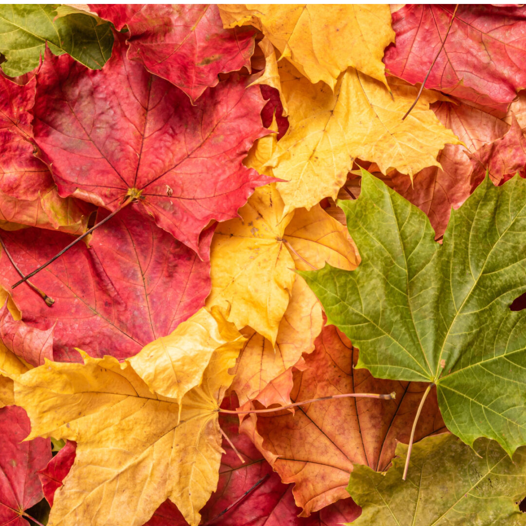 How To Compost Leaves Fast! The Secrets To Make Leaf Compost