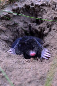 How To Get Rid Of Ground Moles In The Fall - And For Good!