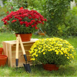 How To Keep Mums Alive Over Winter! Saving Mums For Next Year