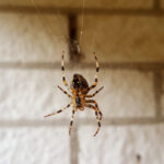 How To Stop Spiders - 3 Easy Ways To Keep Spiders Outside!