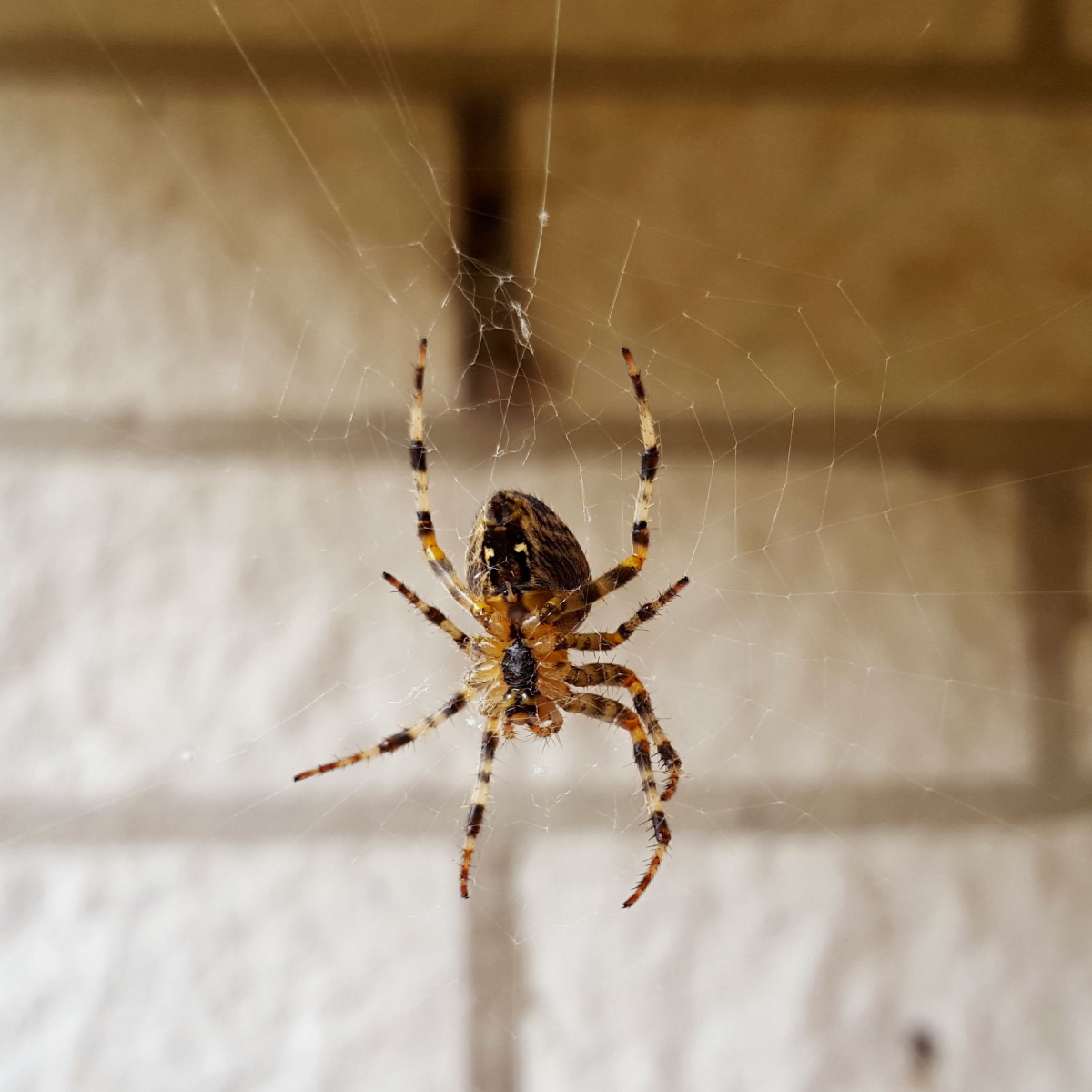 How To Stop Spiders - 3 Easy Ways To Keep Spiders Outside!
