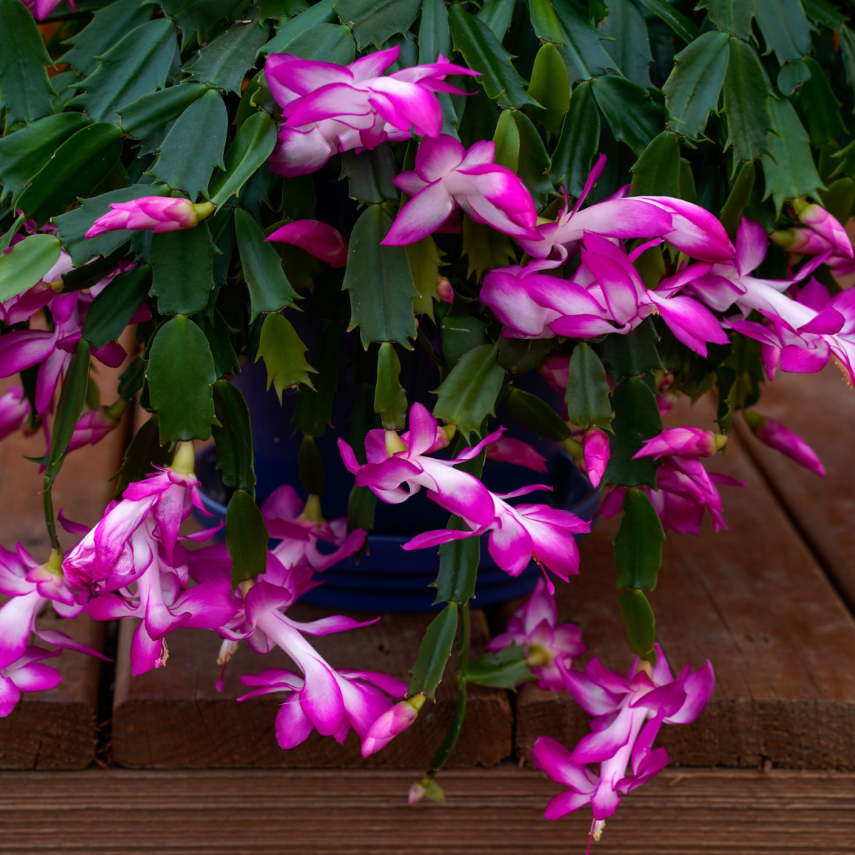 How To Tell If You Have A Christmas or Thanksgiving Cactus