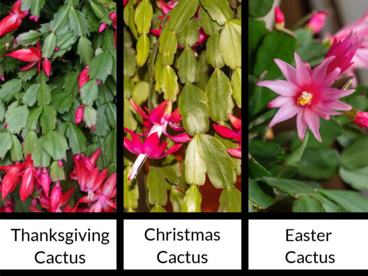How To Tell If You Have A Christmas or Thanksgiving Cactus