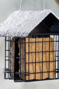 How To Make Homemade Bird Suet - Help Birds Survive Winter!
