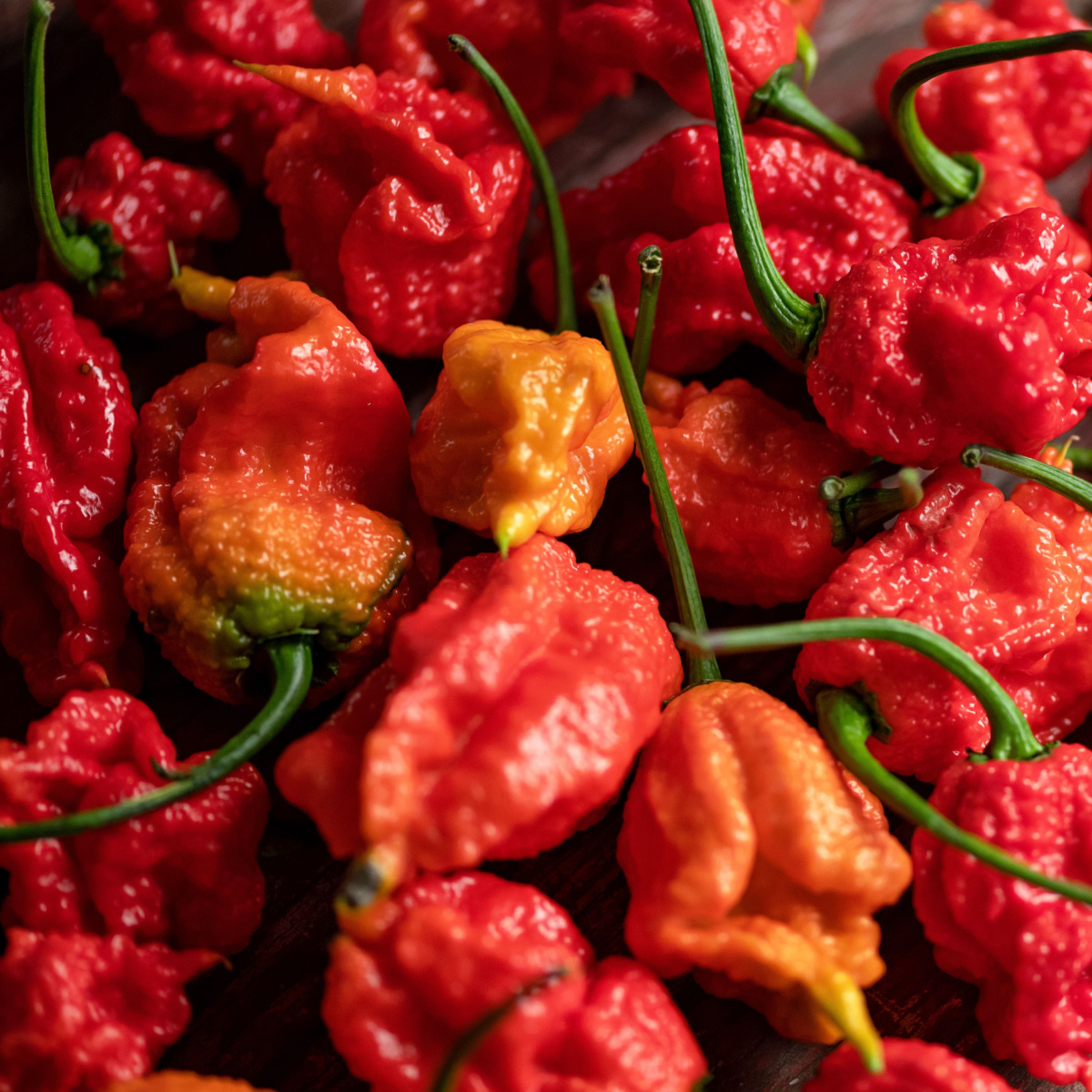 How To Grow The Hottest Peppers! 5 Peppers That Bring Big Heat