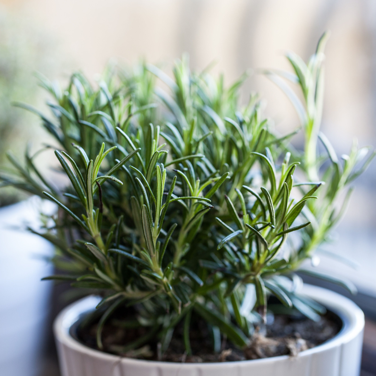 How To Grow Herbs Inside In The Winter - The Best Herbs To Grow