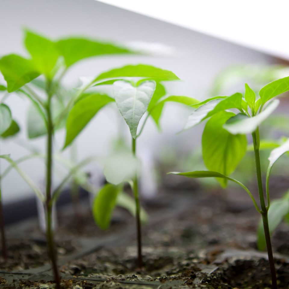 How To Give Indoor Seedlings The Right Light - With LED Lights!