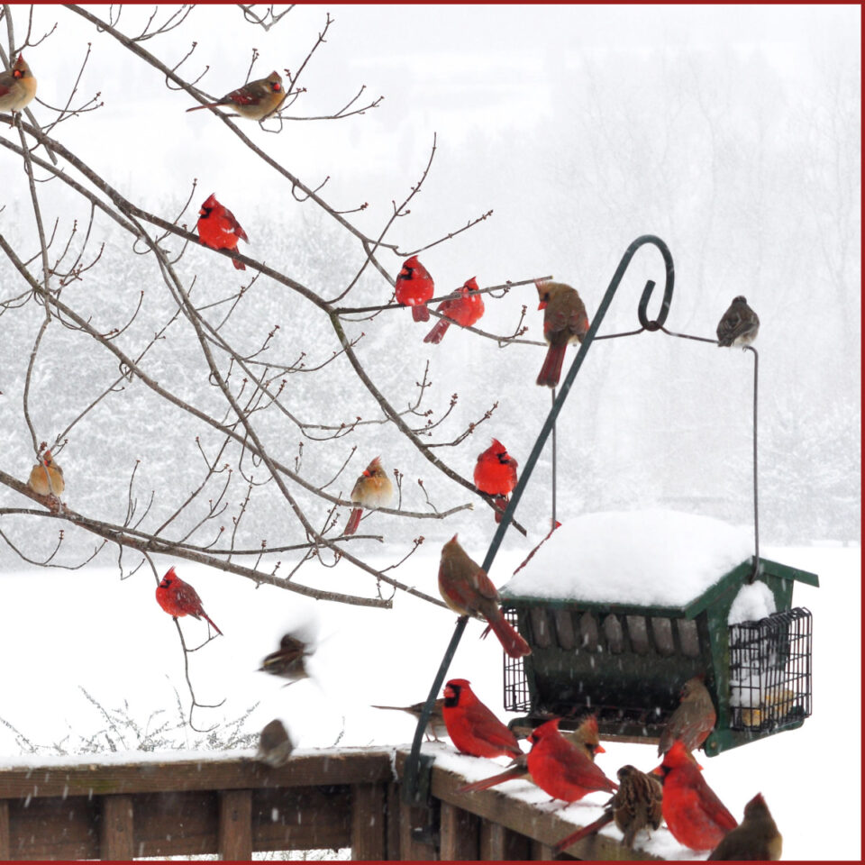 How To Feed Cardinals In The Winter - Attract Cardinals With Ease