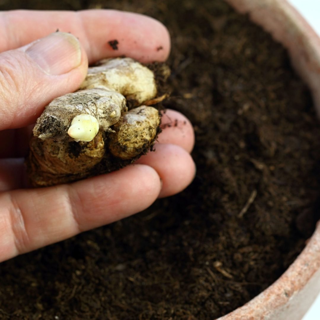 How To Grow Ginger As A Houseplant - Get Fresh Ginger All Year!