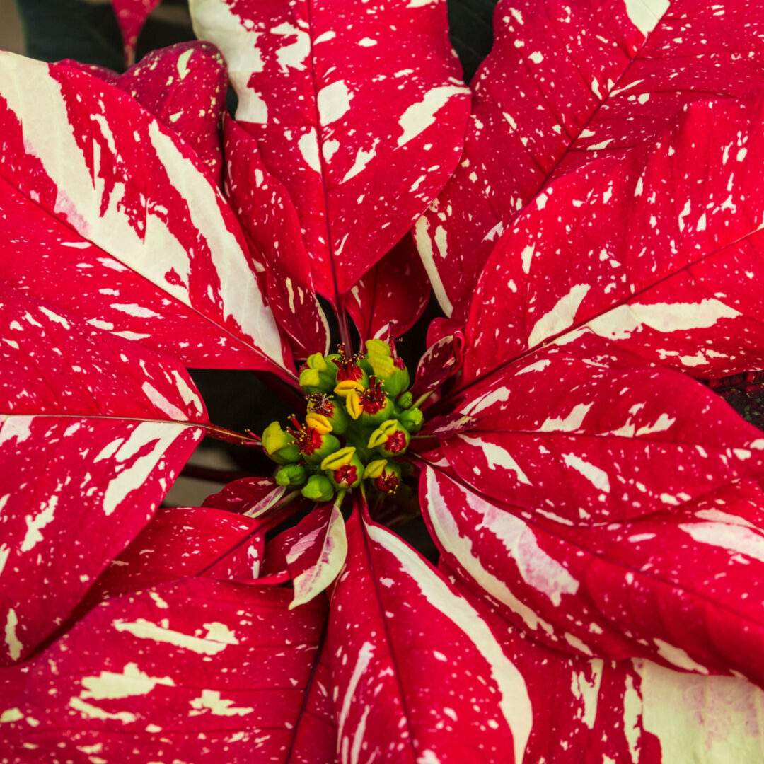How To Keep A Poinsettia Blooming Big - All Through The Holidays