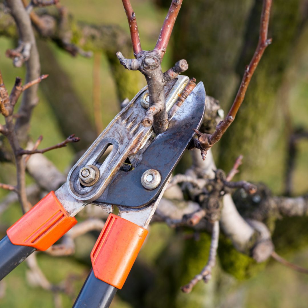 Pruning Apple Trees In Winter! How & Why To Prune When Its Cold