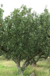 Pruning Apple Trees In Winter! How & Why To Prune When Its Cold