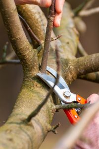 Pruning Apple Trees In Winter! How & Why To Prune When Its Cold