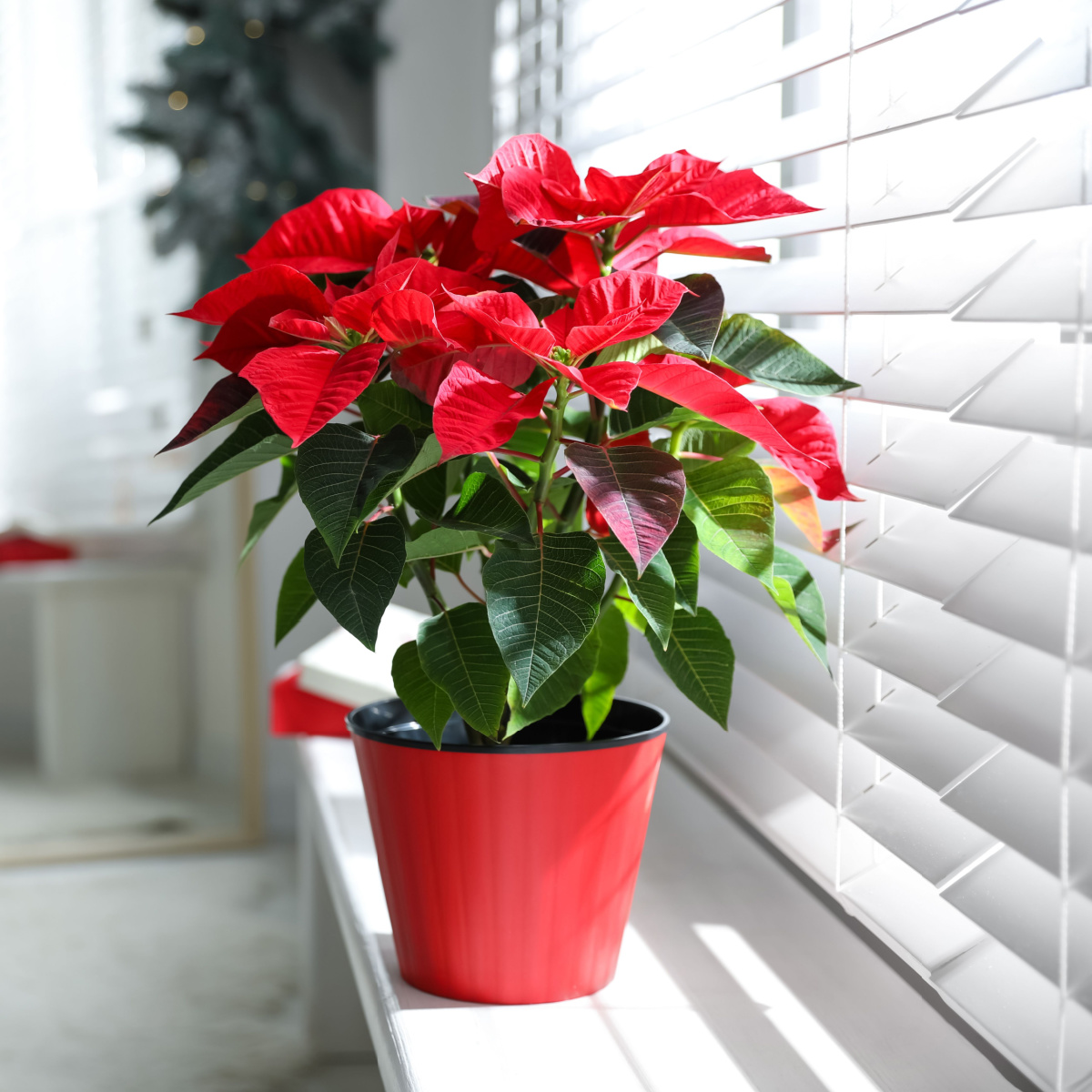 How To Keep A Poinsettia Blooming Big - All Through The Holidays