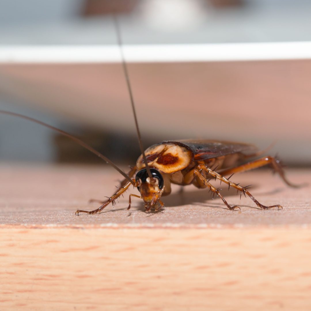 How To Get Rid Of Cockroaches In A Kitchen Or Pantry - Naturally!