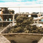 How To Use Animal Manure In A Garden - Safely & Easily!