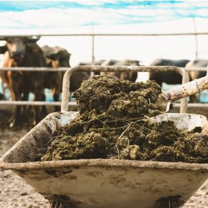 How To Use Animal Manure In A Garden - Safely & Easily!