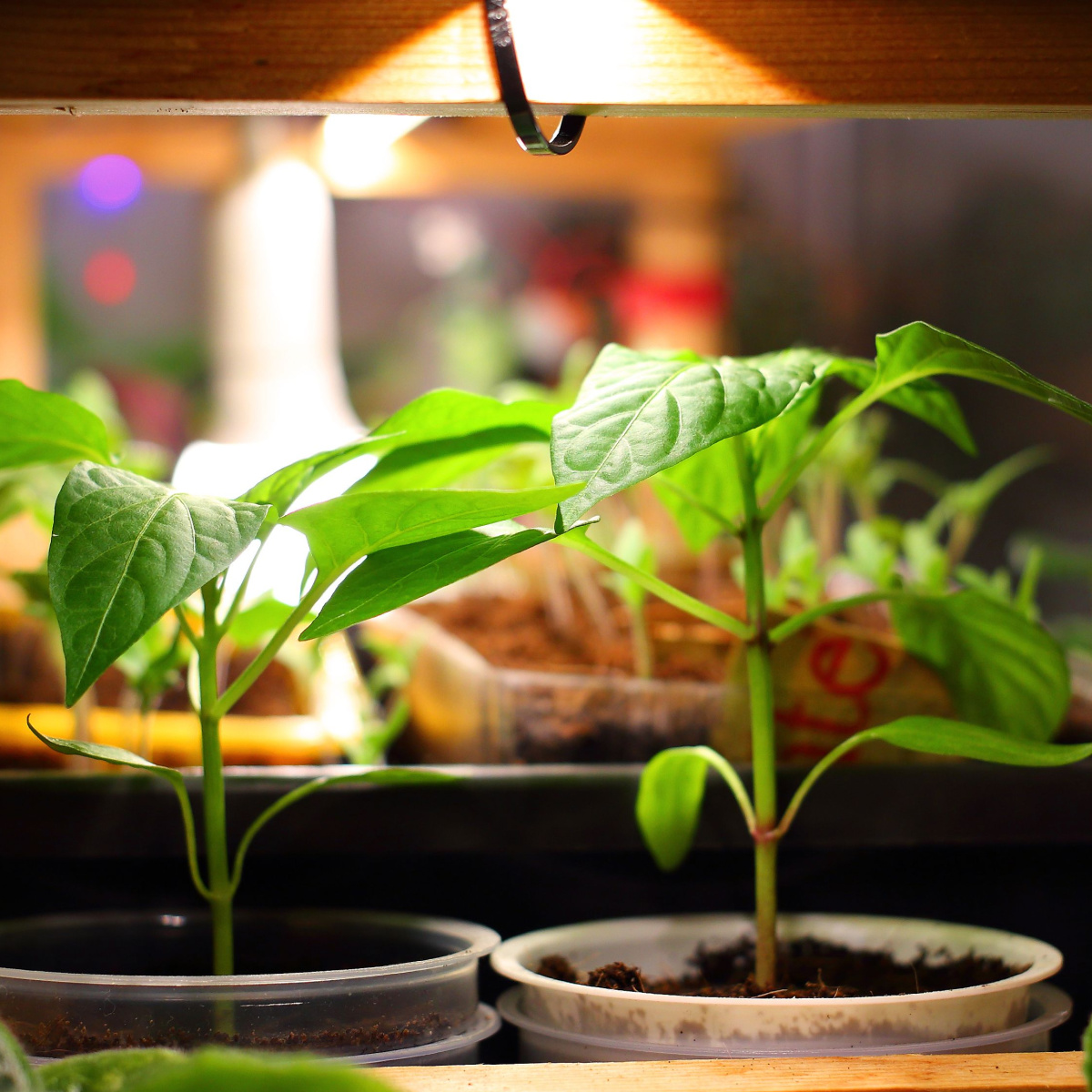 How To Make A Seed Starting Stand - Start Your Plants Indoors!