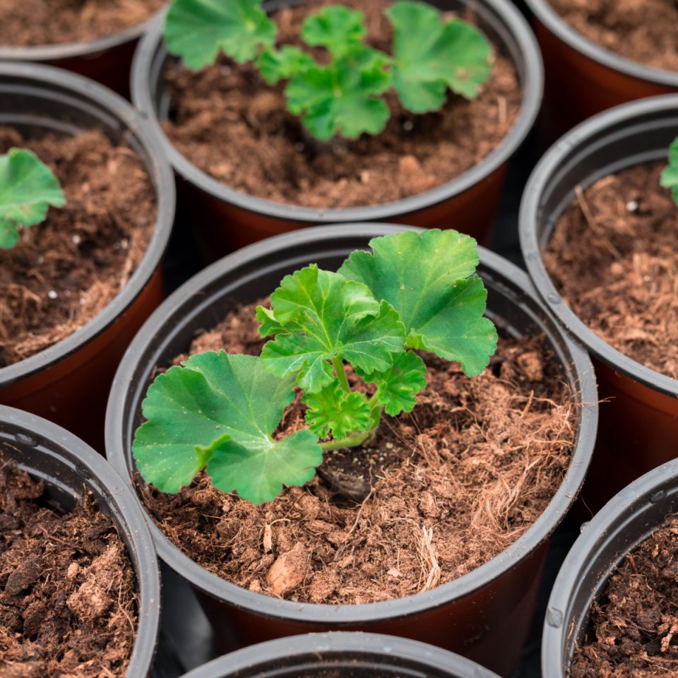 How To Grow Geraniums From Seed - Grow Geraniums With Ease!