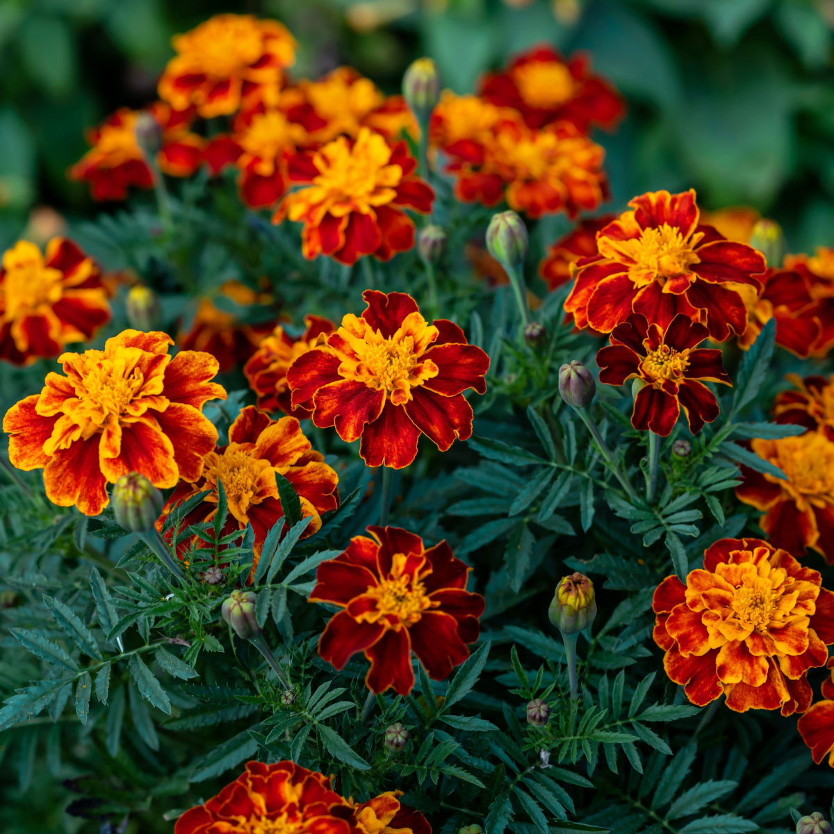Why You Should Be Growing Marigolds With Tomato Plants!