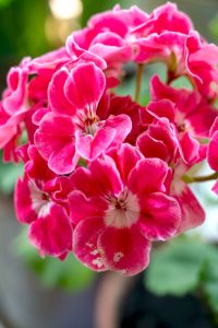 How To Grow Geraniums From Seed - Grow Geraniums With Ease!