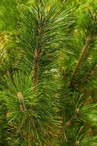 How To Use Pine Needles In A Vegetable Garden!