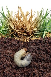 How To Eliminate Grubs In Your Yard This Spring - Forever!