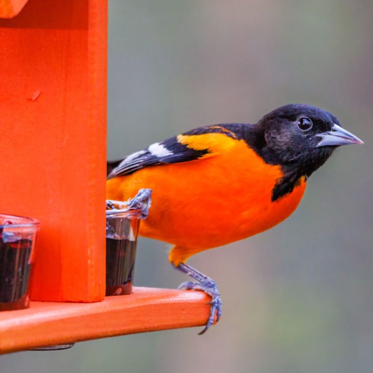 How To Attract Orioles To Your Yard - The One Secret That Works!