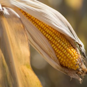 How To Grow Popcorn In A Garden - See How Easy It Can Be!