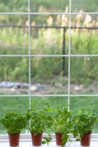 How To Grow Herbs Inside In The Winter - The Best Herbs To Grow
